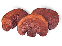 Premium Dried Reishi Mushrooms - Natural Health and Wellness Boost