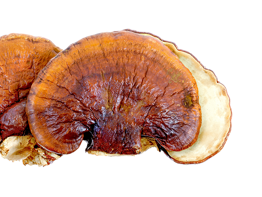 Premium Dried Reishi Mushrooms - Natural Health and Wellness Boost